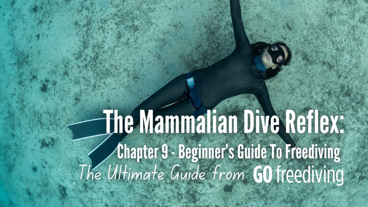 The Mammalian Dive Reflex for Freediving - Go Freediving